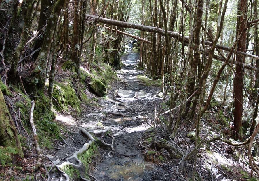 Australian Hiker | Braided Trail