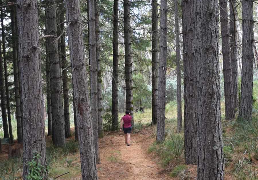 Australian Hiker | Bendora Arboretum ACT (3.7km)