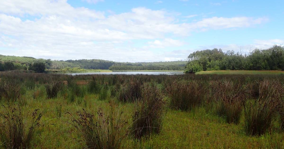 Australian Hiker | Meroo Lake Walking Track NSW (2.0km)
