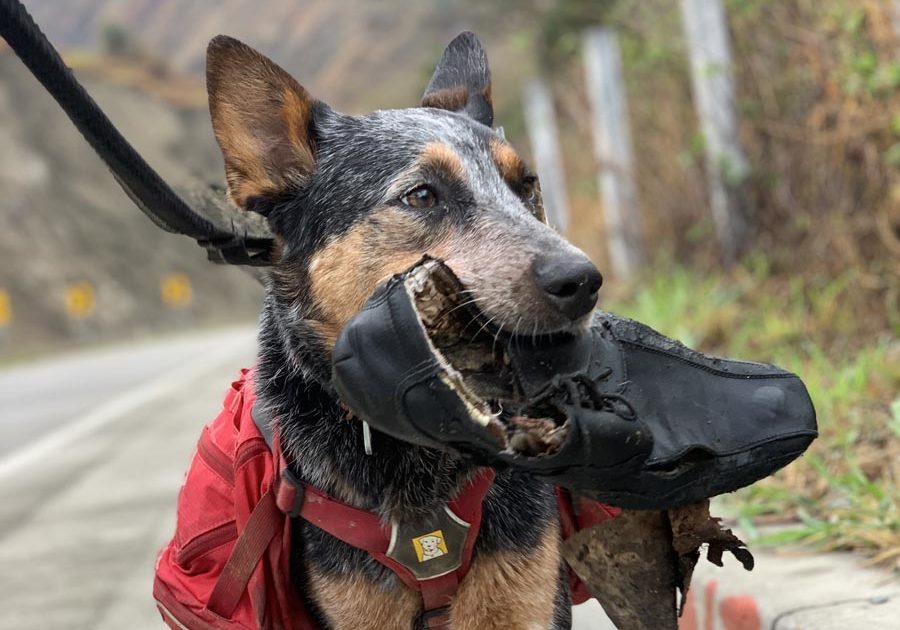 Australian Hiker | Hiking with animals