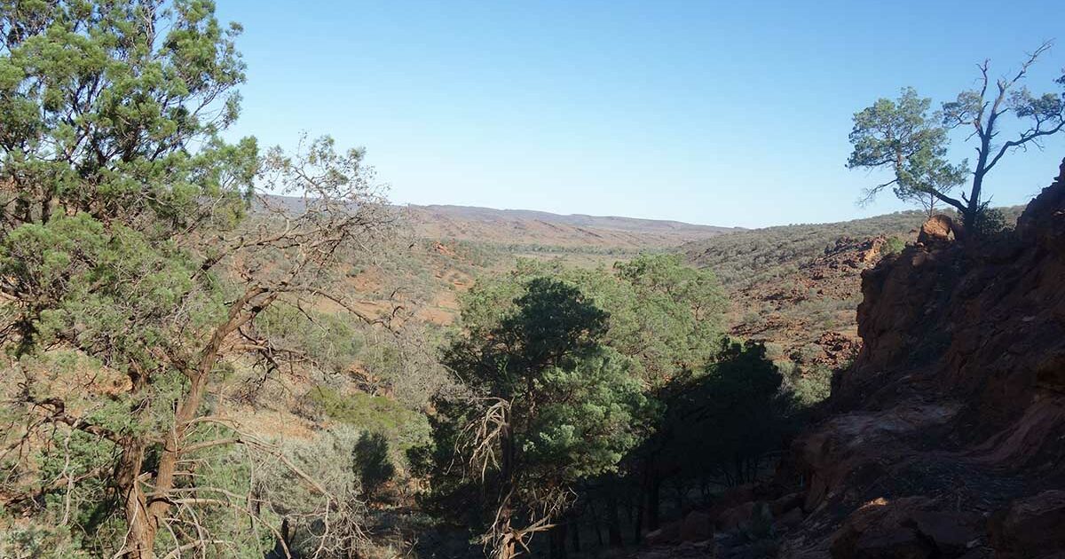 Australian Hiker | Western Ridge Walking Track NSW (5.6km)