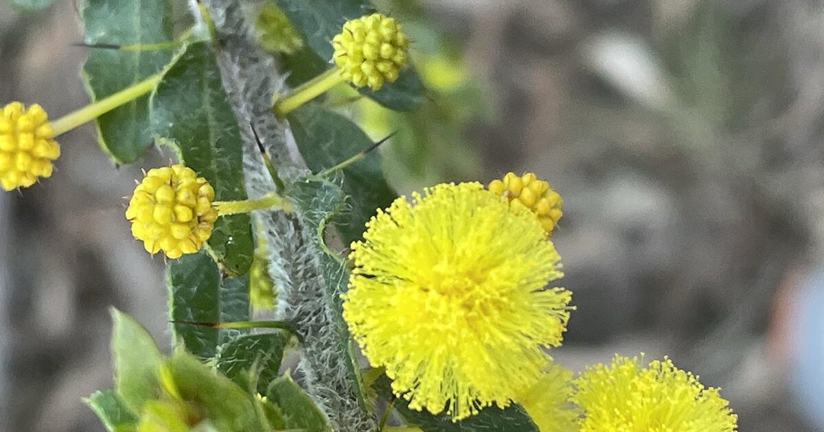 Australian Hiker | Wattle
