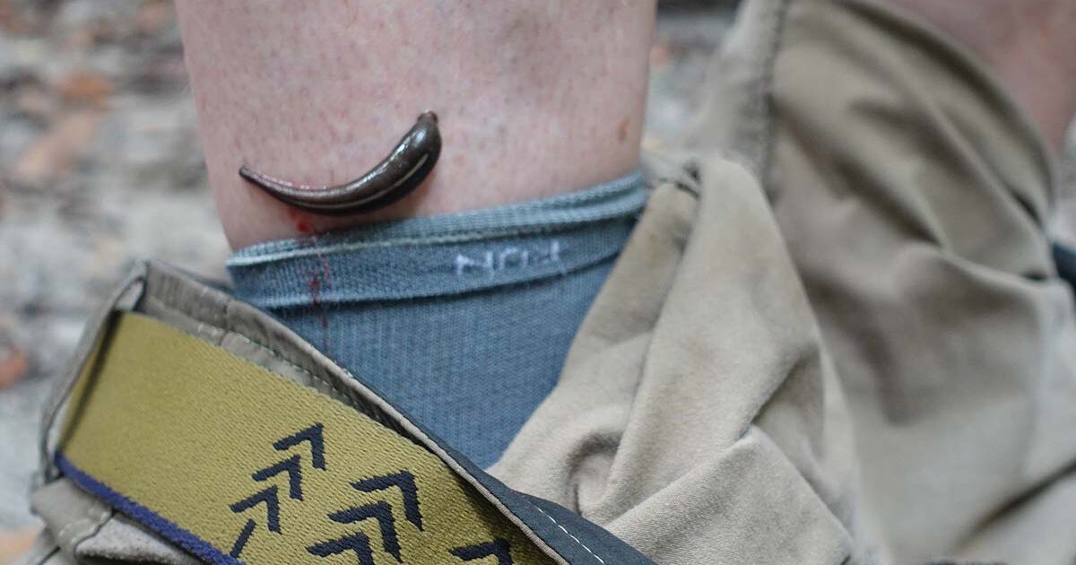 Australian Hiker | Leeches and hiking